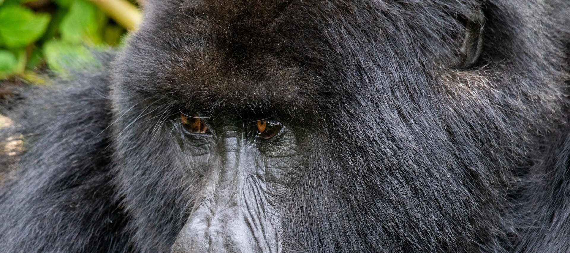 3 Days gorilla trekking Rwanda safari: A 3-day Rwanda gorilla tour