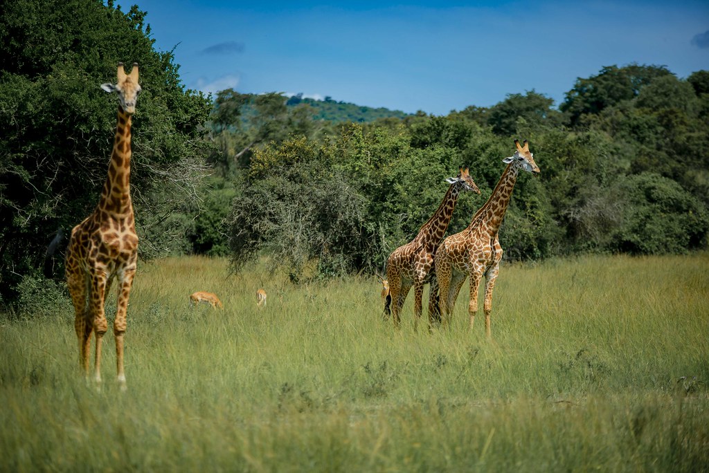 Rwanda National Parks: Top National Parks in Rwanda